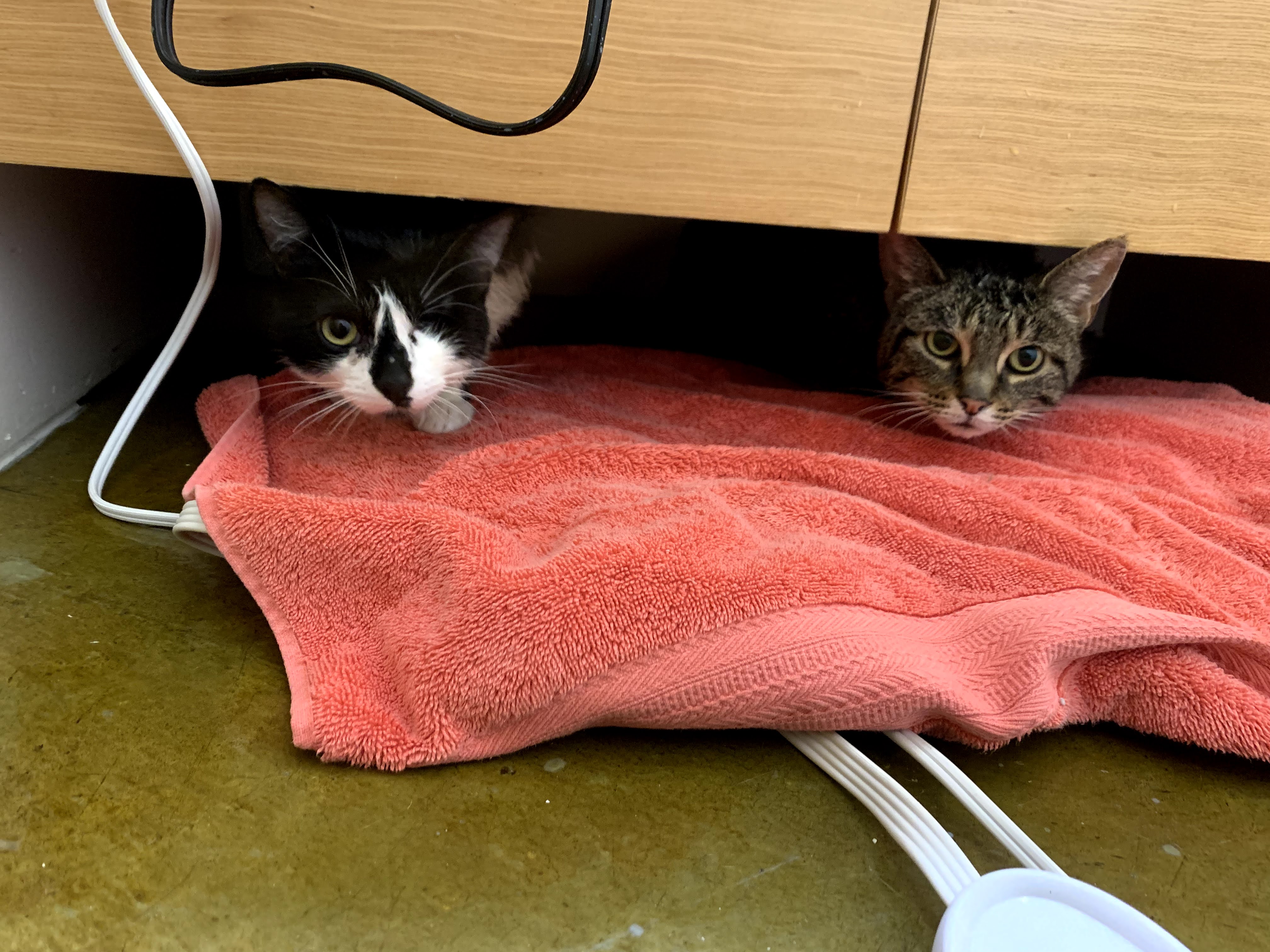 About Me | Alyssa Ahn